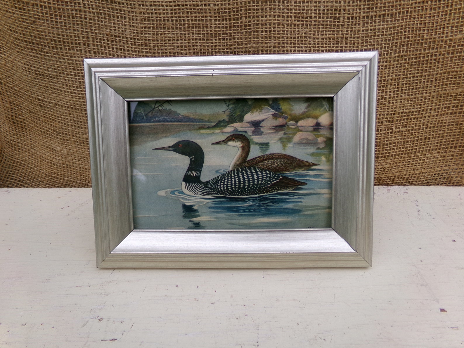 Framed Loon Print Pook Page Illustration Doubleday Birds 1926 Color Art ...