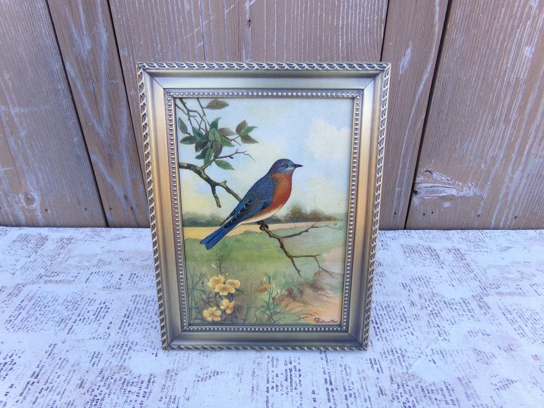 Framed Bluebird Print Pook Page Illustration Doubleday Birds 1926 Color ...