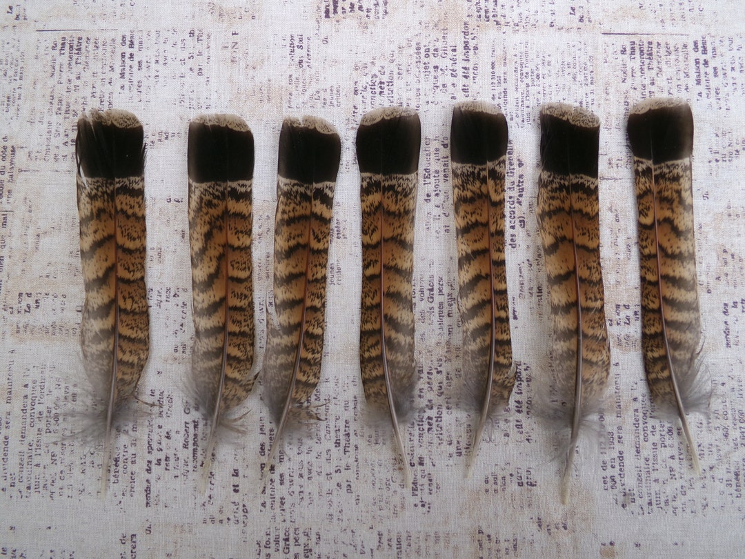 Ruffed Grouse Feathers Set Seven Red Brown Natural Bird Supply Real ...