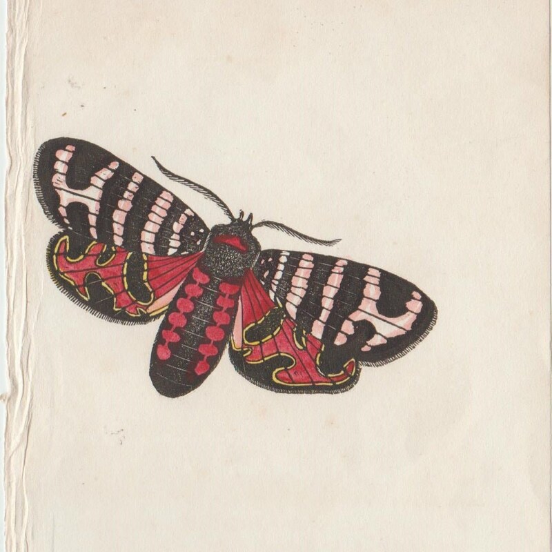 Antique Moth Print - Etsy
