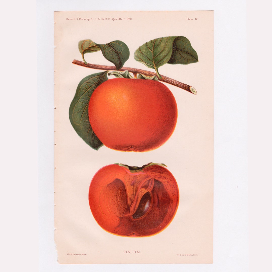 Antique Dai Dai Fruit Print: 1891 USDA Chromolithograph - Etsy