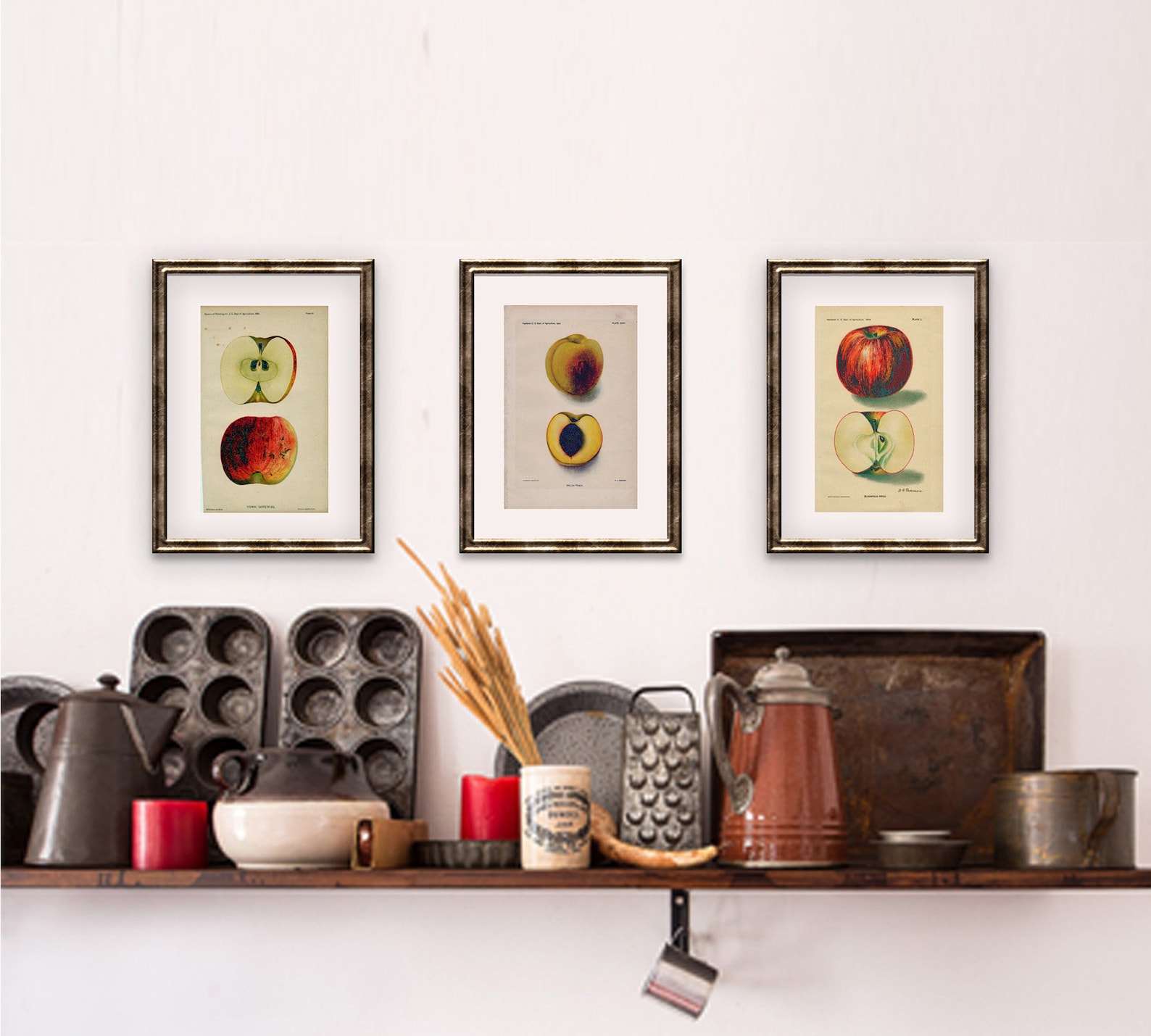 Trapp Avocado, Antique Fruit Print, Chromolithograph, Department of ...