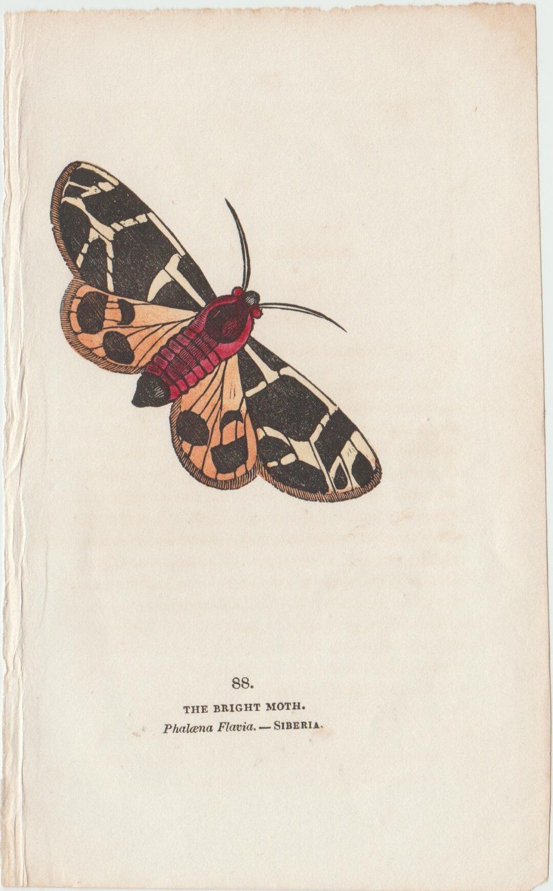 Antique Moth Print – Hand-colored Engraving (1832) | Rare Entomology ...