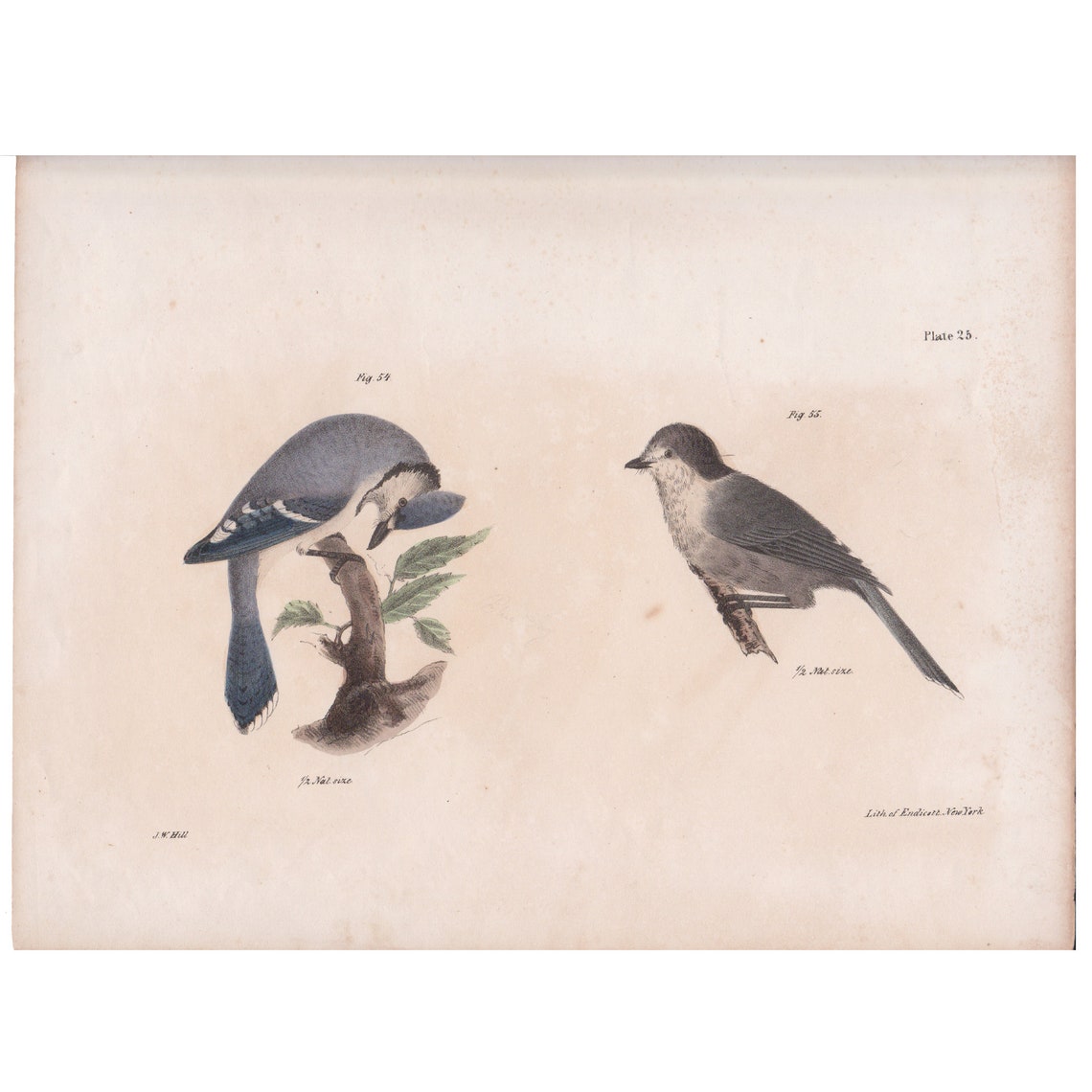 Blue Jay Canada Jay Antique Bird Print Original Hand | Etsy