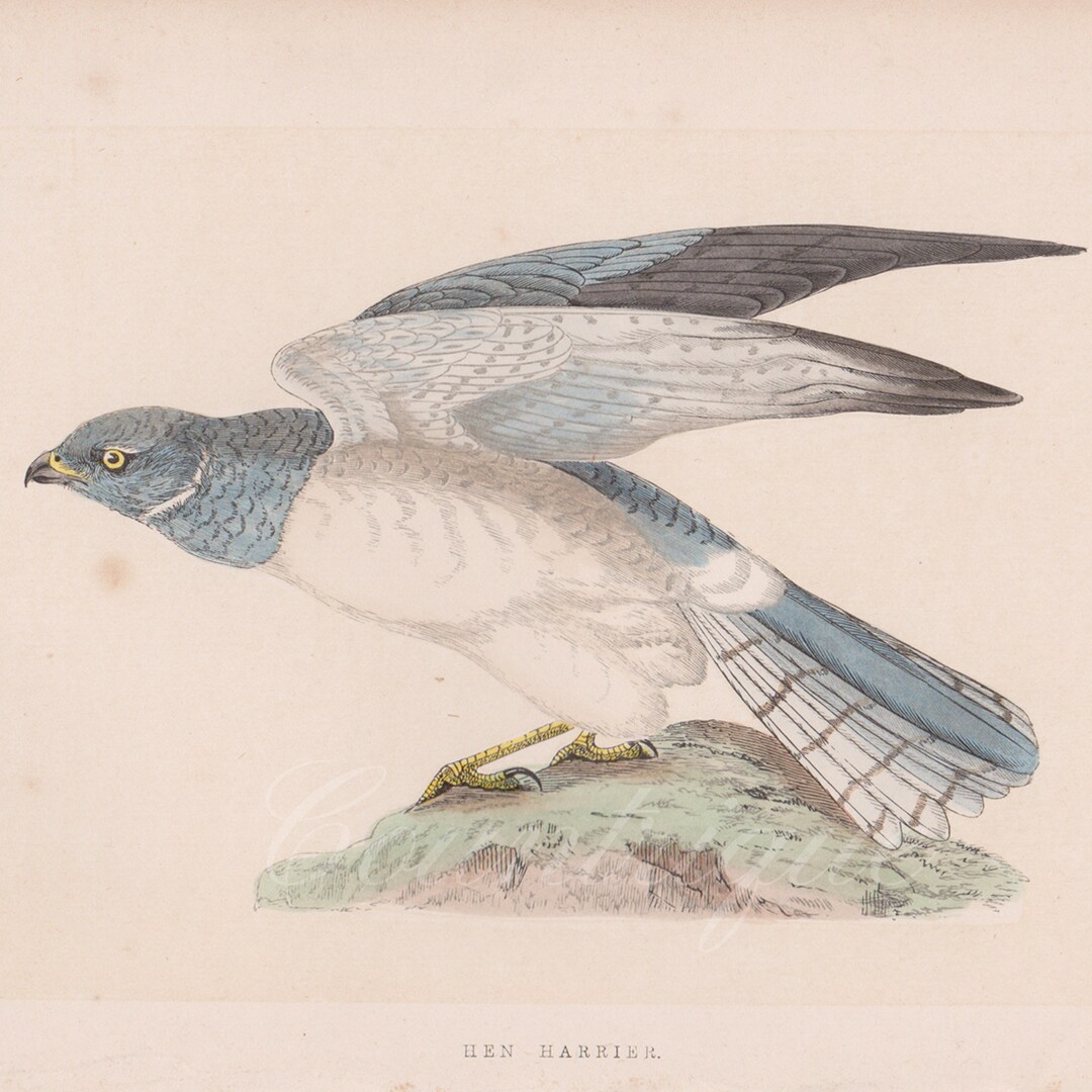 HEN HARRIER, Antique Bird Print, Plate 21 Hand Colored Wood Engraving ...