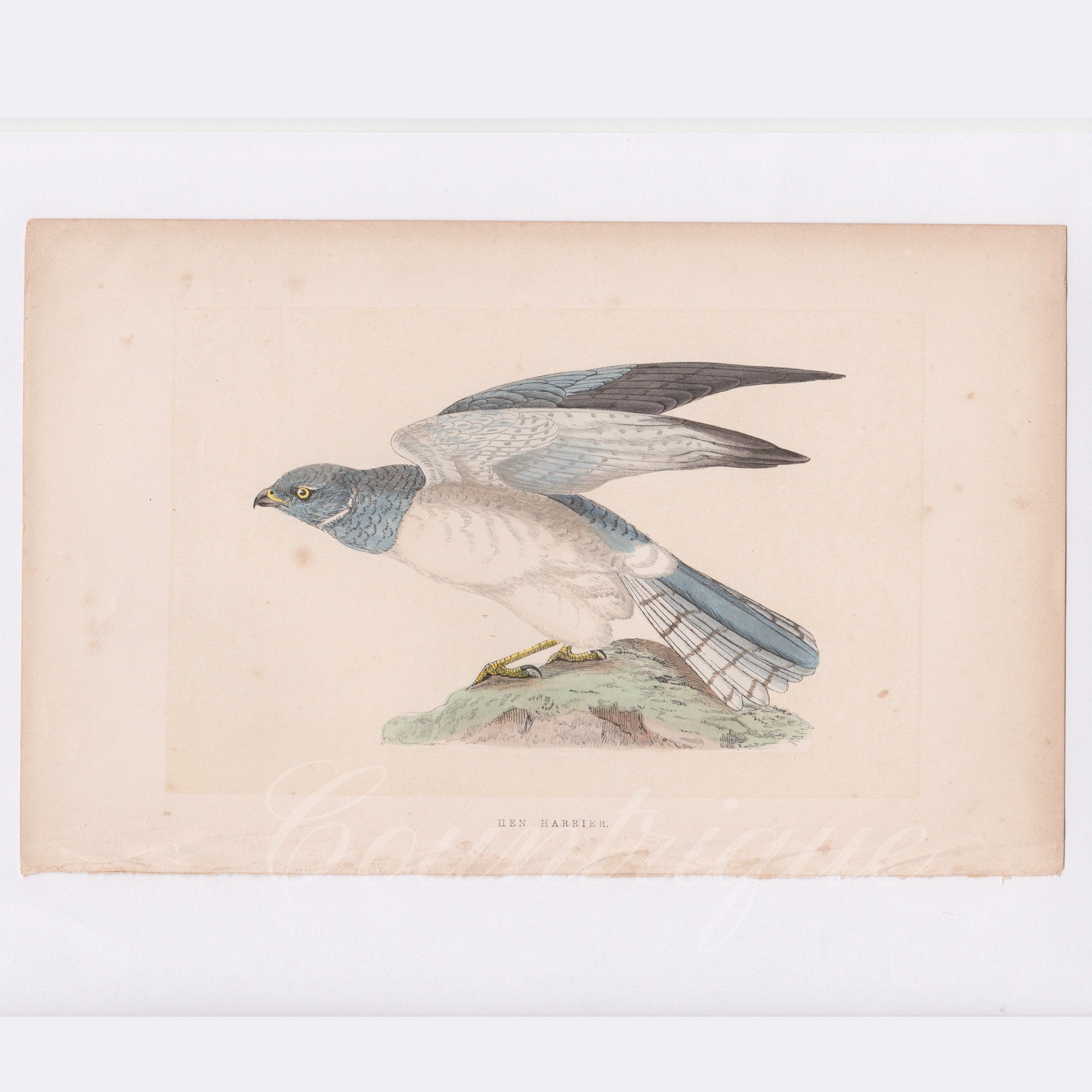 HEN HARRIER, Antique Bird Print, Plate 21 Hand Colored Wood Engraving ...