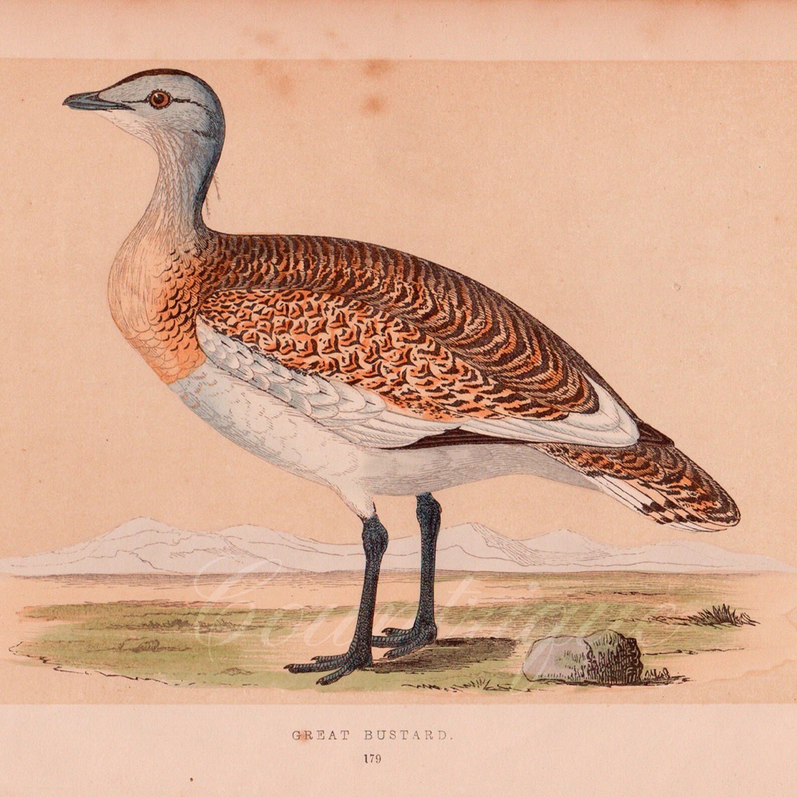 Great Bustard, Antique Bird Print, Hand Colored Wood Engraving, From "a ...