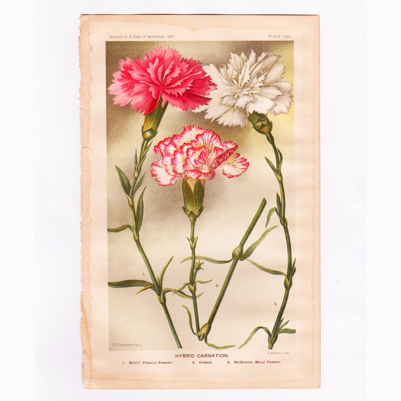 Hybrid Carnation, Antique Botanical Print, Yearbook USDA 1897, by ...