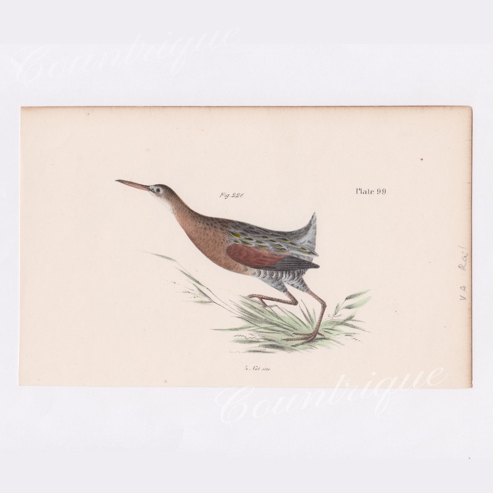 Saltwater Meadow Hen Bird Print, Hand Colored Lithograph, 1844 Zoology ...
