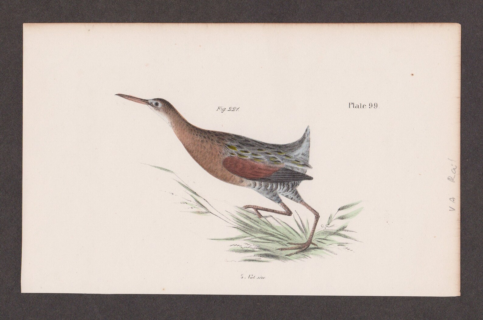 Saltwater Meadow Hen Bird Print, Hand Colored Lithograph, 1844 Zoology ...