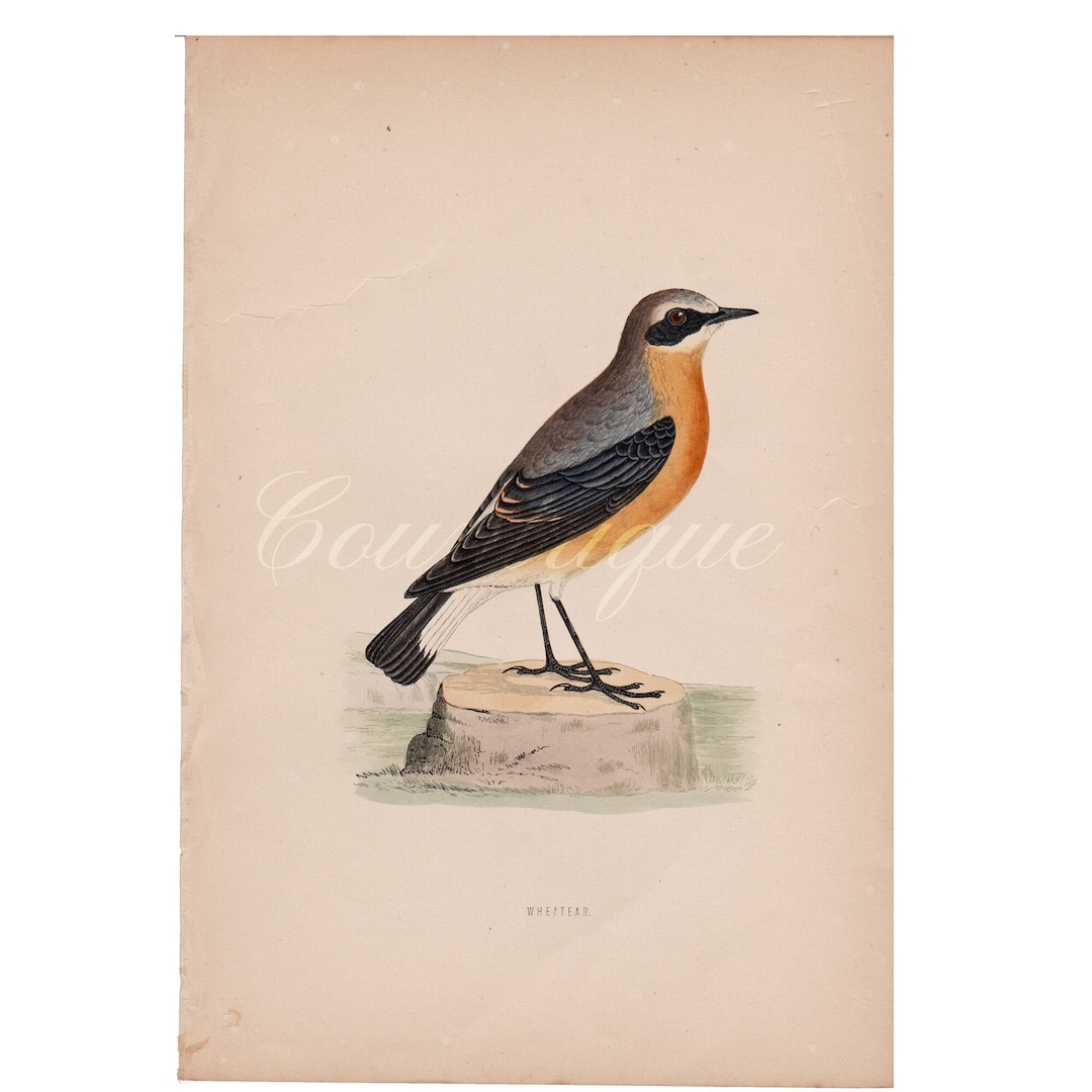 Vintage Hand-colored Wood Engraving: Wheatear Bird From ‘A History of ...