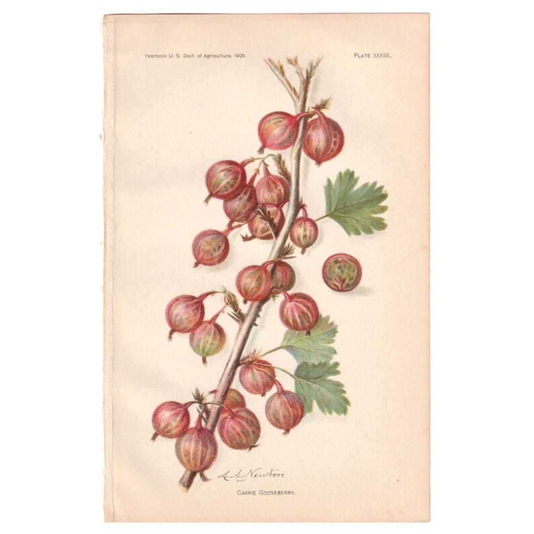 Rare 1909 Carrie Gooseberry Print - Original USDA Botanical ...