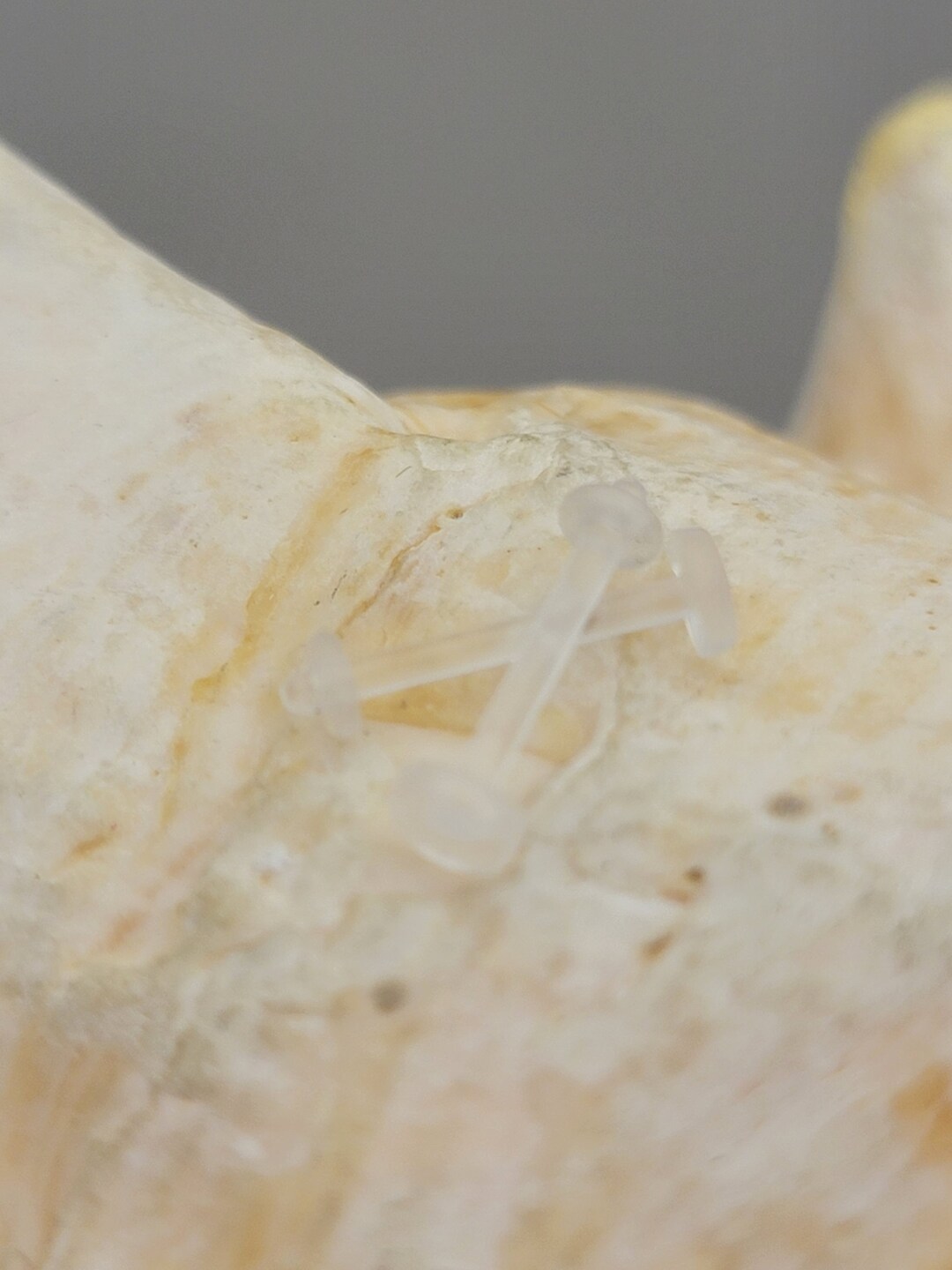 PAIR of 16G Plastic Labret Retainers With O Ring - Etsy