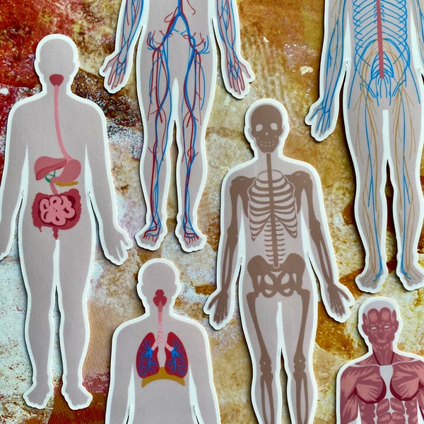 Anatomical Body Stickers - Etsy