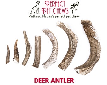 Deer Antler Dog Chew All Natural Grade A Premium Antler | Etsy