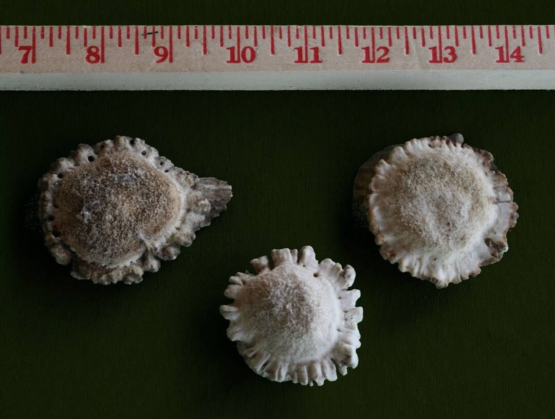 3 Ct Xlarge Deer Shed Antler Burrs (antler for Craft) - Etsy