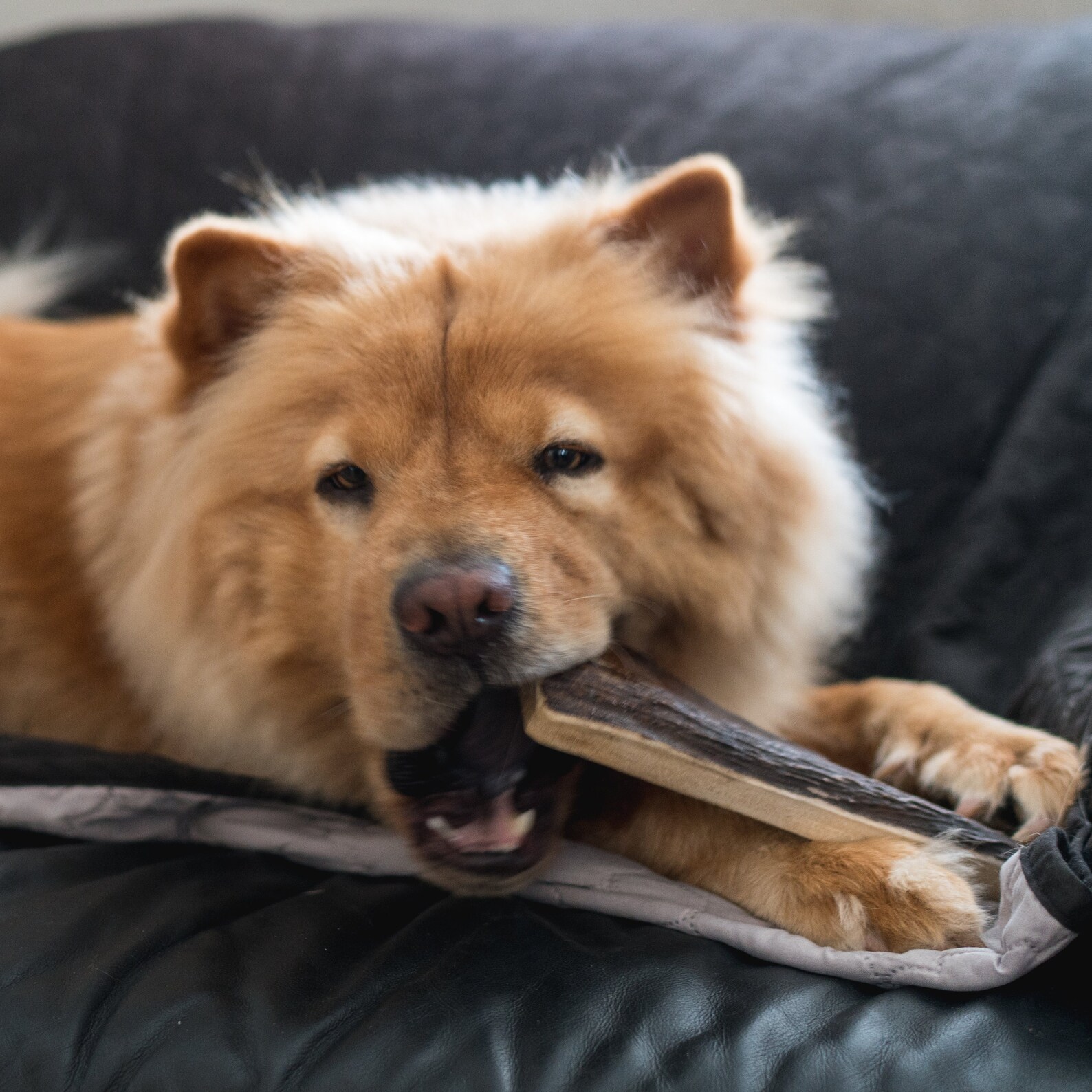 Moose Antler Dog Chew All Natural Grade A Premium Antler - Etsy