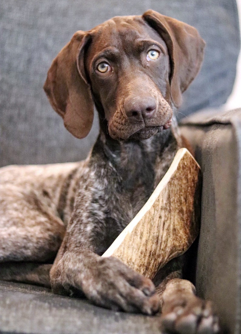 Moose Antler Dog Chew All Natural Grade A Premium Antler - Etsy