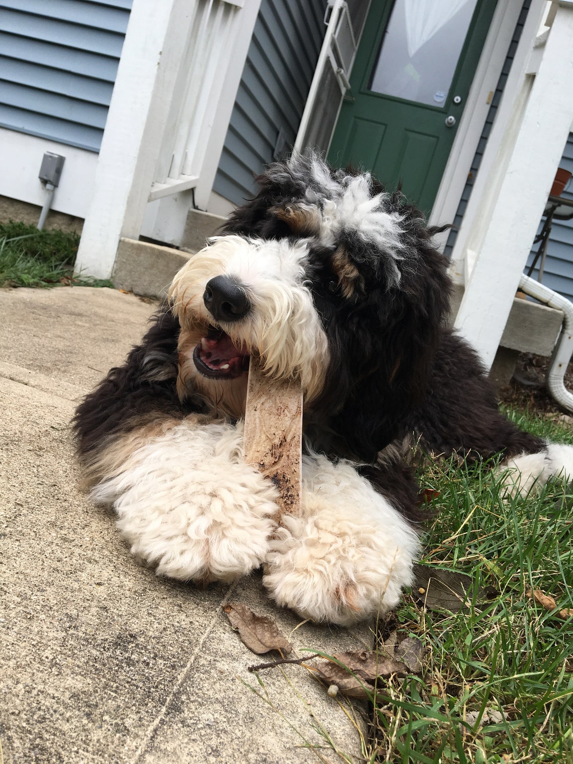 Moose Antler Dog Chew All Natural Grade A Premium Antler | Etsy