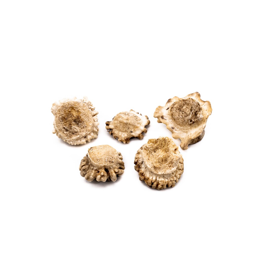5 Ct Small Deer Shed Antler Burrs for Craft - Etsy