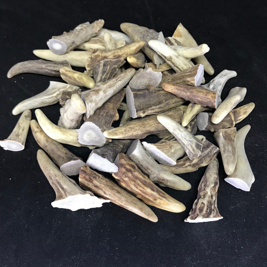 50 Ct Deer Antler Brow Tines 3/4-2" (#1 & #2 Antlers) for Antler Crafts ...