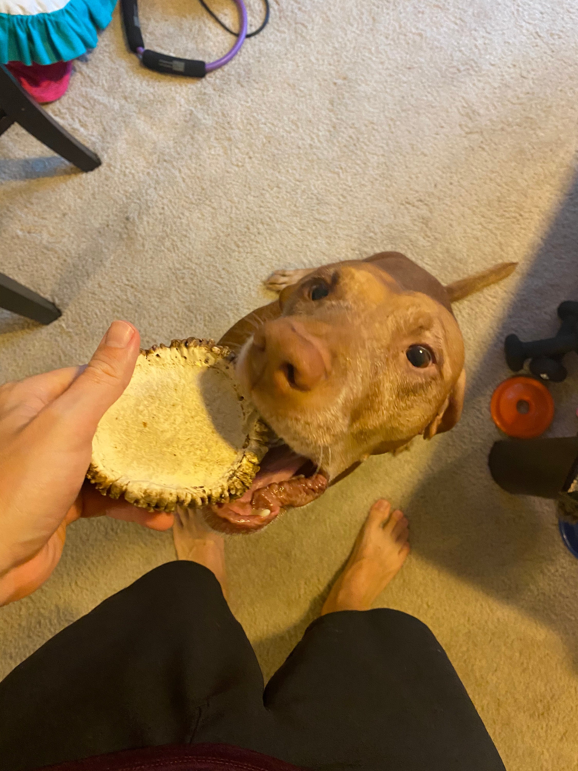 Large Elk Antler Burr Dog Chew: All Natural, Long Lasting - Etsy