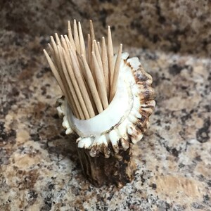 Deer Antler Burr Toothpick Holder - Etsy