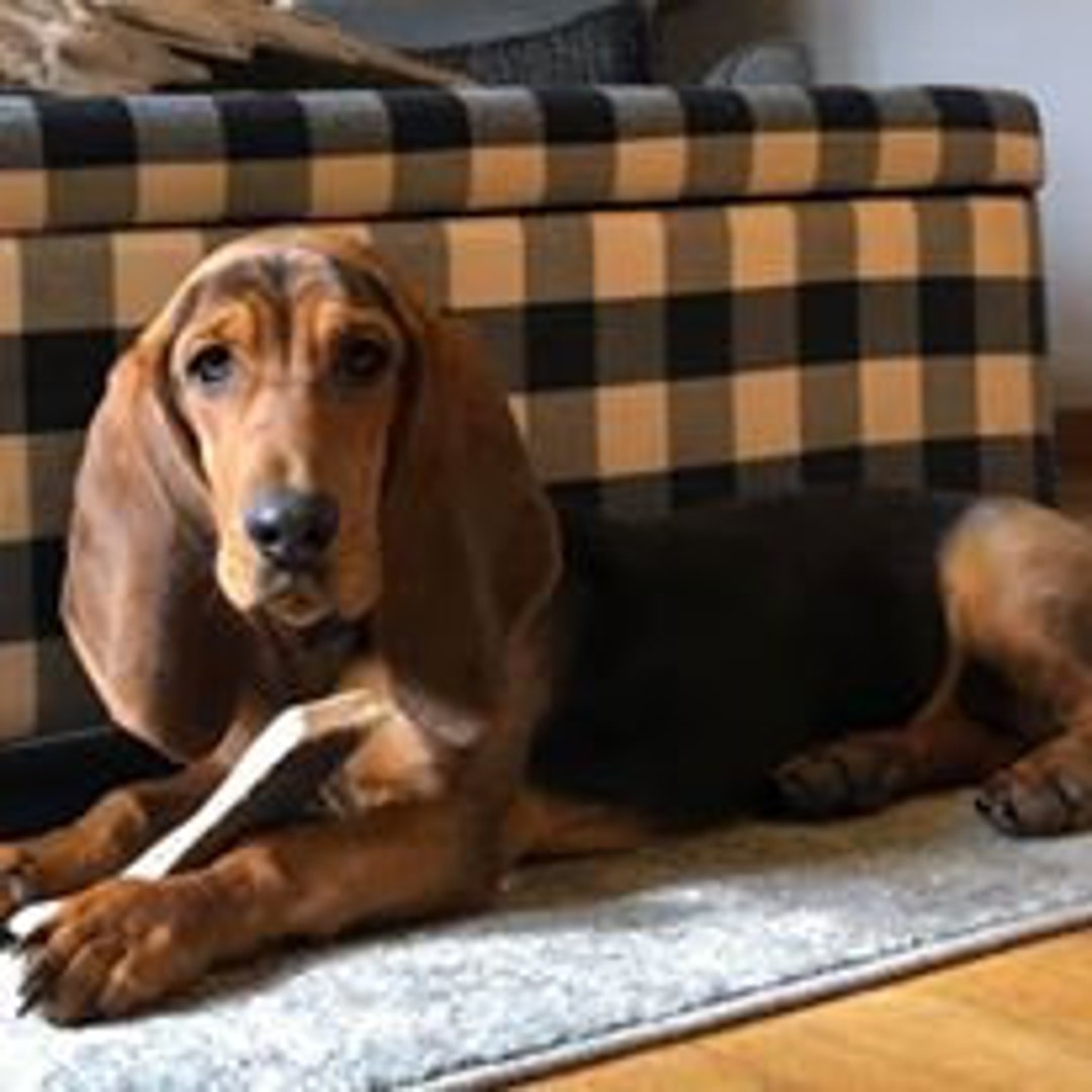 Moose Antler Dog Chew - All Natural, Grade A, Premium Antler Dog Treats ...