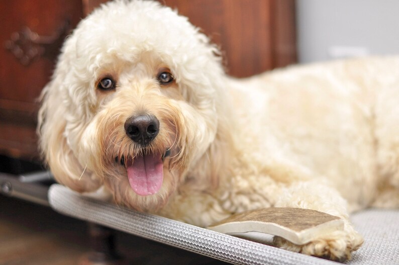 Moose Antler Dog Chew All Natural Grade A Premium Antler - Etsy