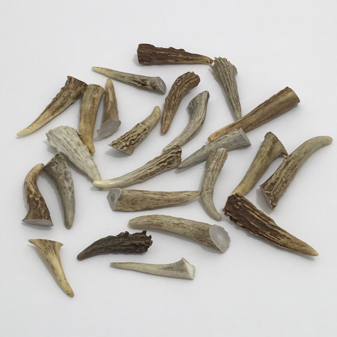 25 Ct Deer Antler Brow Tines 2-4 1 & 2 Antlers - Etsy