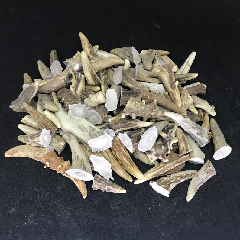 100 Ct Deer Antler Brow Tines 3/4-2" (#1 & #2 Shed Antlers) for Jewelry ...