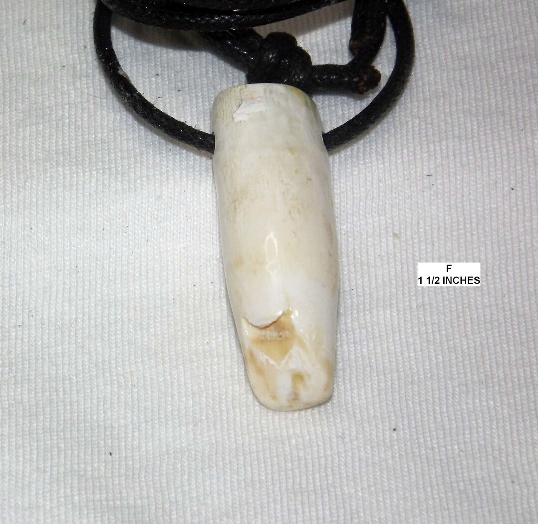 Alligator Tooth Necklace, Inlaid With Turquoise and Adjustable Cotton ...