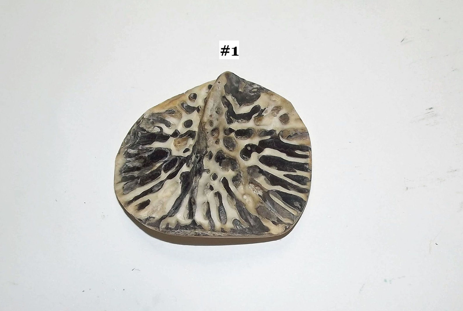 Alligator Scutes, Bone, Backbone, Oddities, Curiosities - Etsy