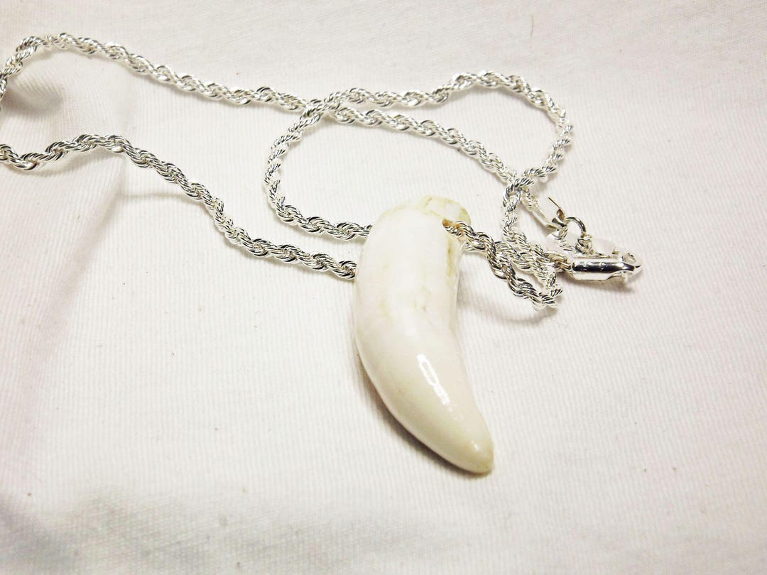 Alligator Tooth Necklace Inlaid With Turquoise and a Silver Chain - Etsy