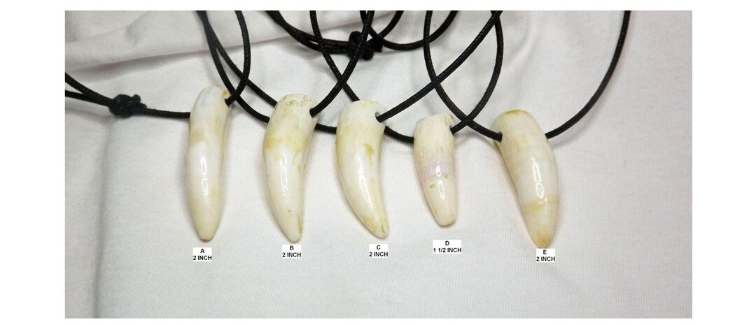 Alligator Tooth Necklace Inlaid With Turquoise - Etsy