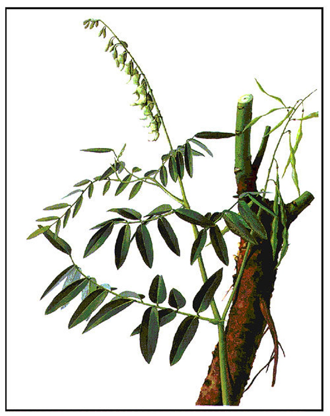 Sophora Root Powder 4oz - Etsy