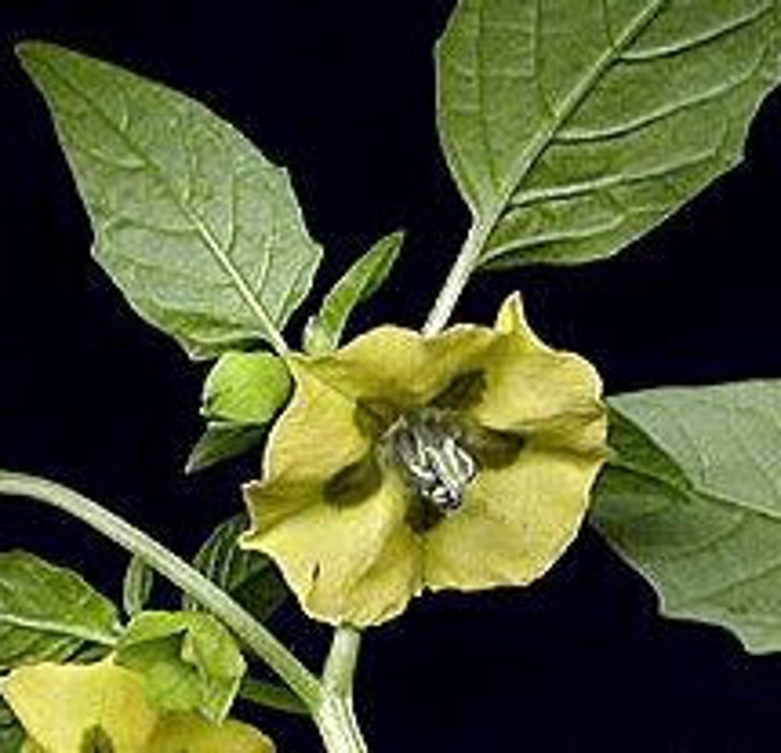 Mullaca Powdered 4oz - Etsy