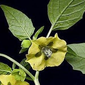 Mullaca Powdered 4oz - Etsy
