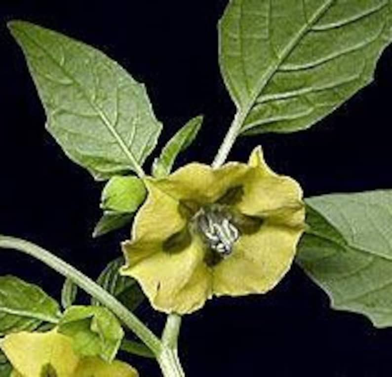 Mullaca Powdered 4oz - Etsy