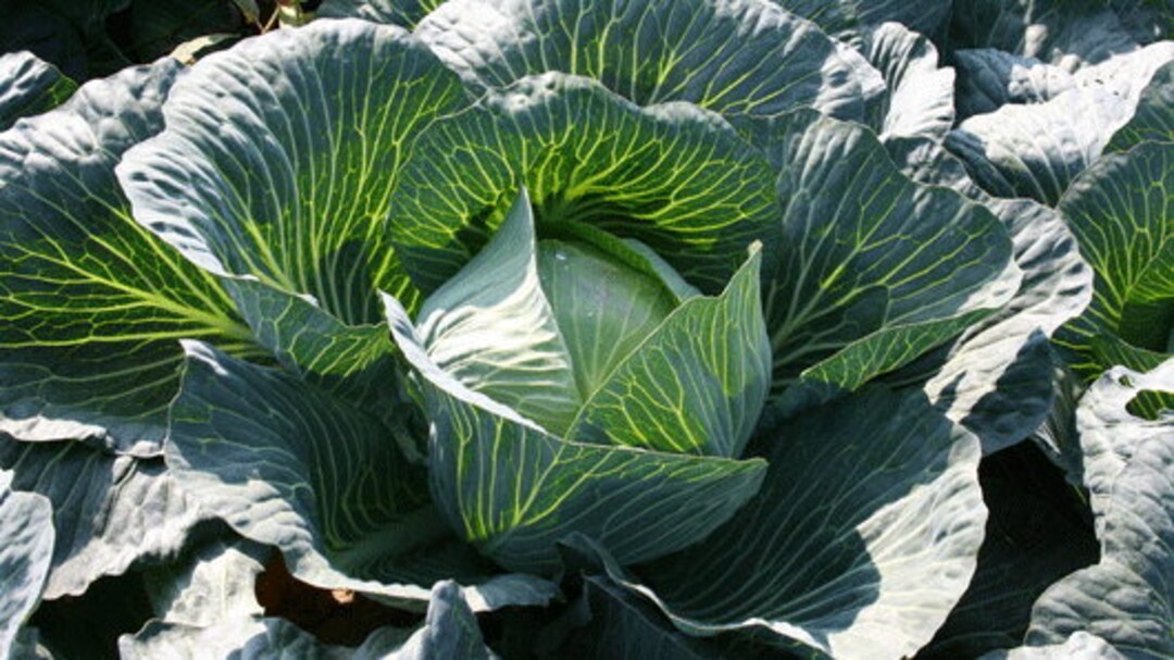 Cabbage Leaf Extract 4oz - Etsy