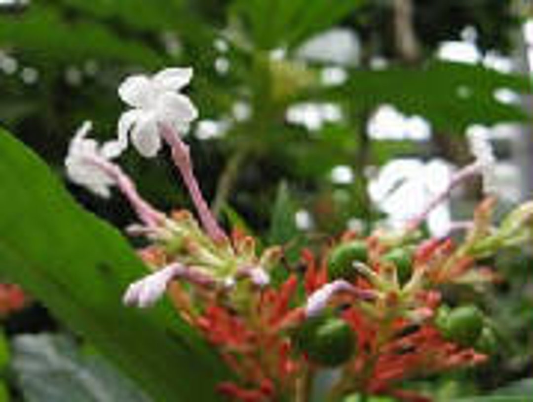 Indian Snake Root 180 Vege Capsules - Etsy