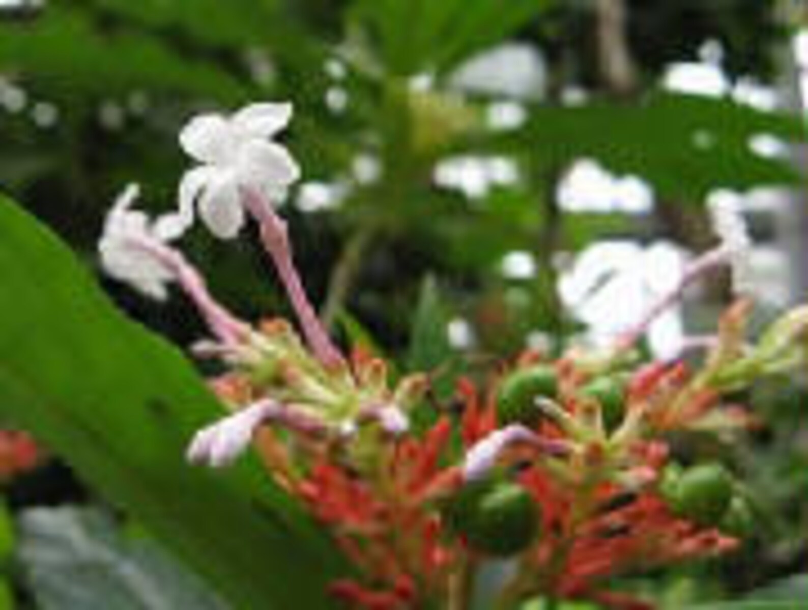 Indian Snake Root 180 Vege Capsules - Etsy