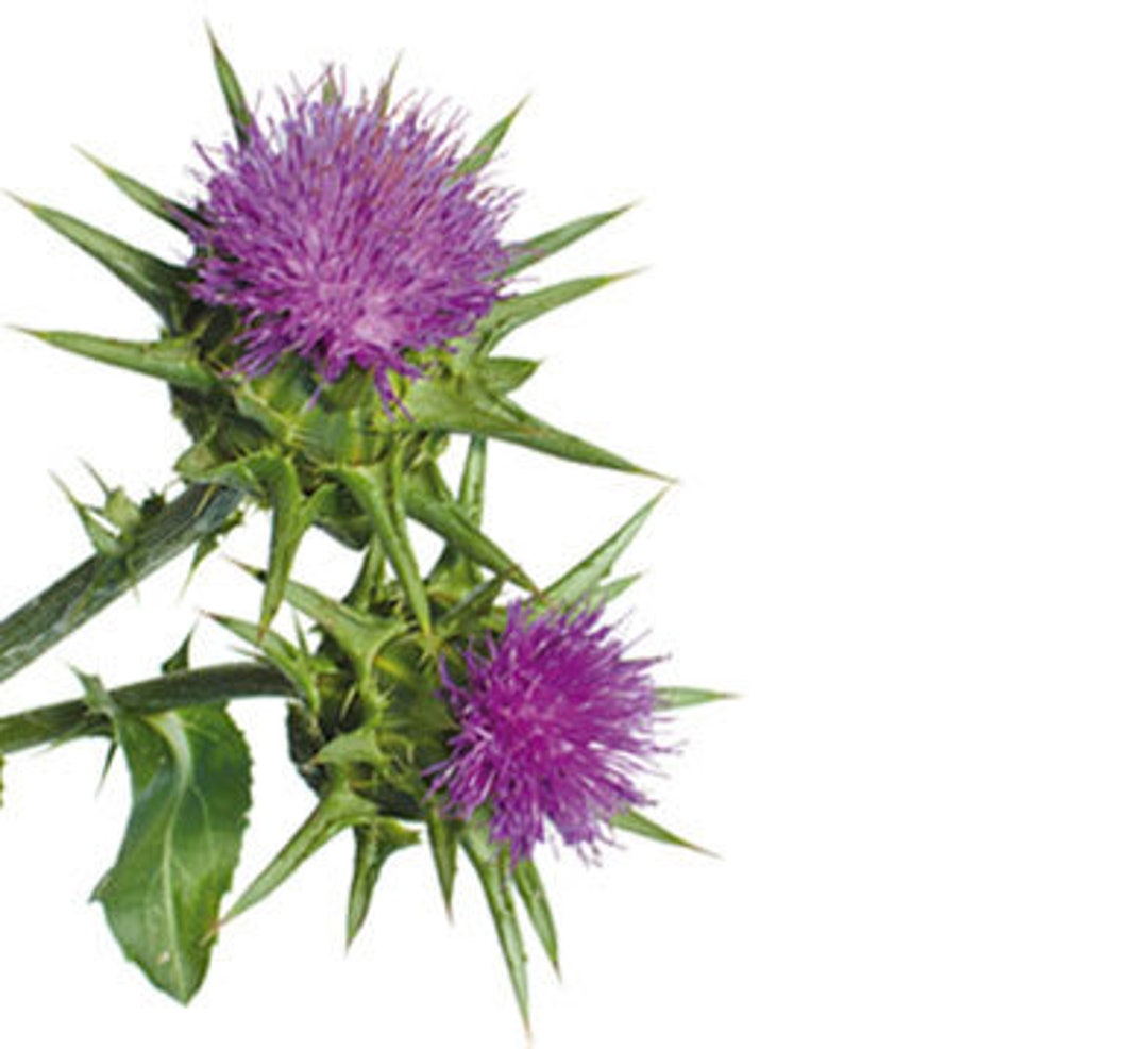 Milk Thistle Organic Powder 4oz - Etsy