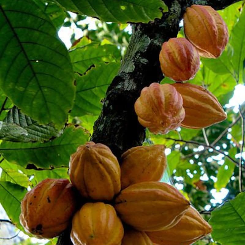 Raw Cacao - Etsy