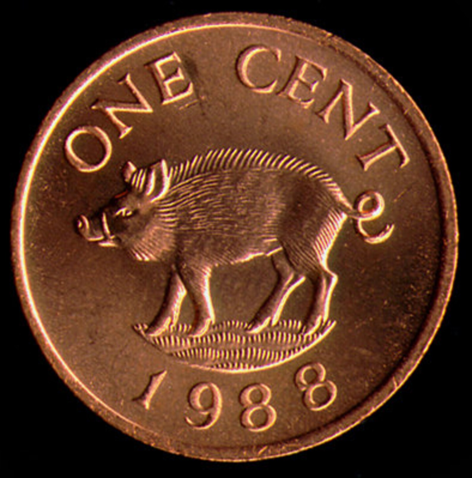 Bermuda One Cent Coin: Wild Boar Piglet, Uncirculated (random Year) - Etsy