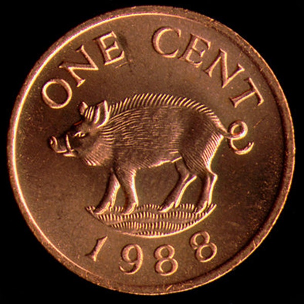 Wild Pig - Etsy