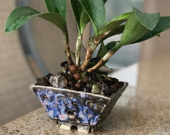 Pottery Orchid Pot - Etsy