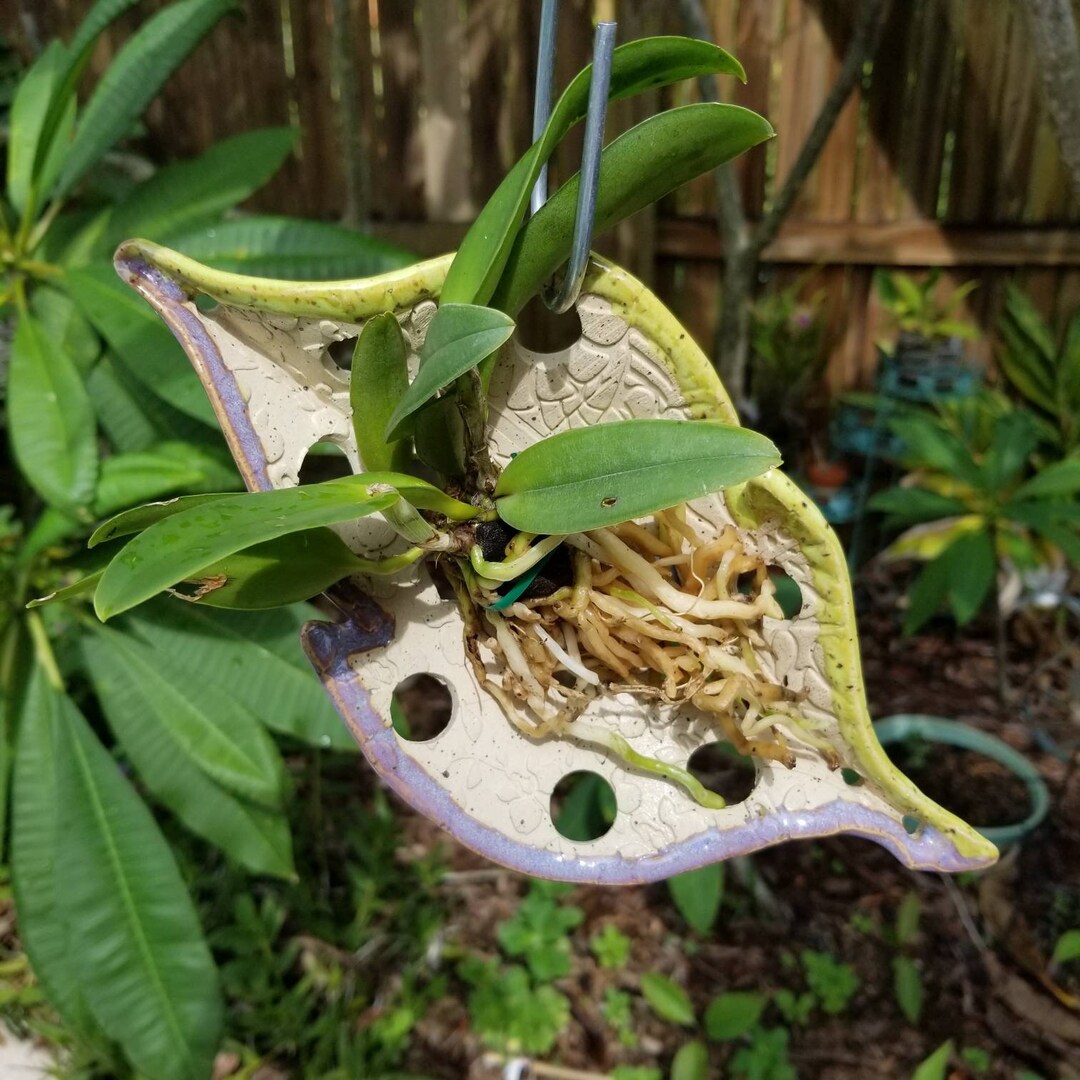 Pre Order 11 Orchid Pottery Leaf Mount - Etsy
