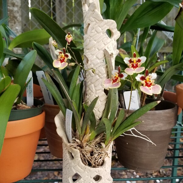 Clay Orchid Pot - Etsy