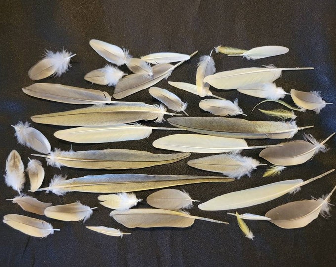 Assorted Cockatiel Feathers - Etsy